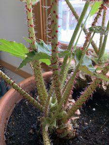 I Love The ‘Immense’ Begonia | GardenLady.com