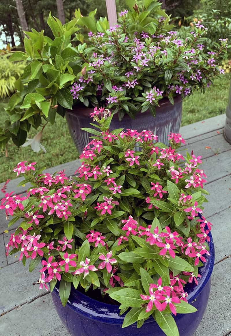 I Love Soiree Kawaii™ Catharanthus | GardenLady.com
