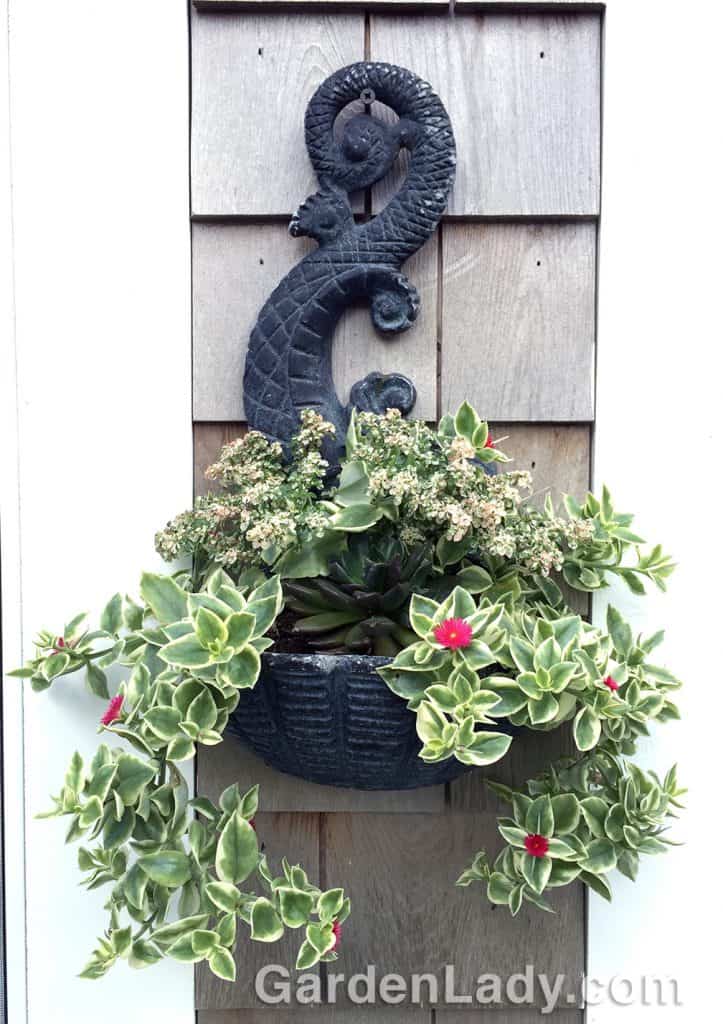 Words To Live By via Dorotheanthus bellidiformis ‘Mezoo Trailing Red ...