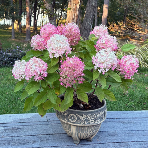 I Love Fire Light Tidbit® Panicle Hydrangea | GardenLady.com