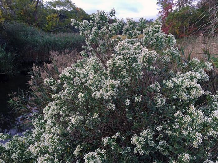 I Love Baccharis halimifolia, aka groundsel or eastern baccharis ...