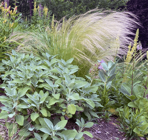 I Love Nassella tenuissima aka Mexican feathergrass | GardenLady.com