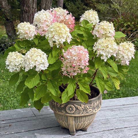 I Love Fire Light Tidbit® Panicle Hydrangea | GardenLady.com