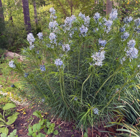 I Love Amsonia hubrichtii aka Threadleaf Blue Star | GardenLady.com