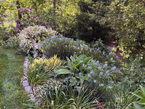 I Love Amsonia hubrichtii aka Threadleaf Blue Star | GardenLady.com