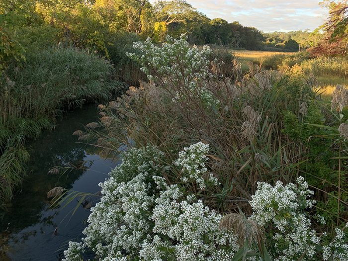 I Love Baccharis halimifolia, aka groundsel or eastern baccharis ...