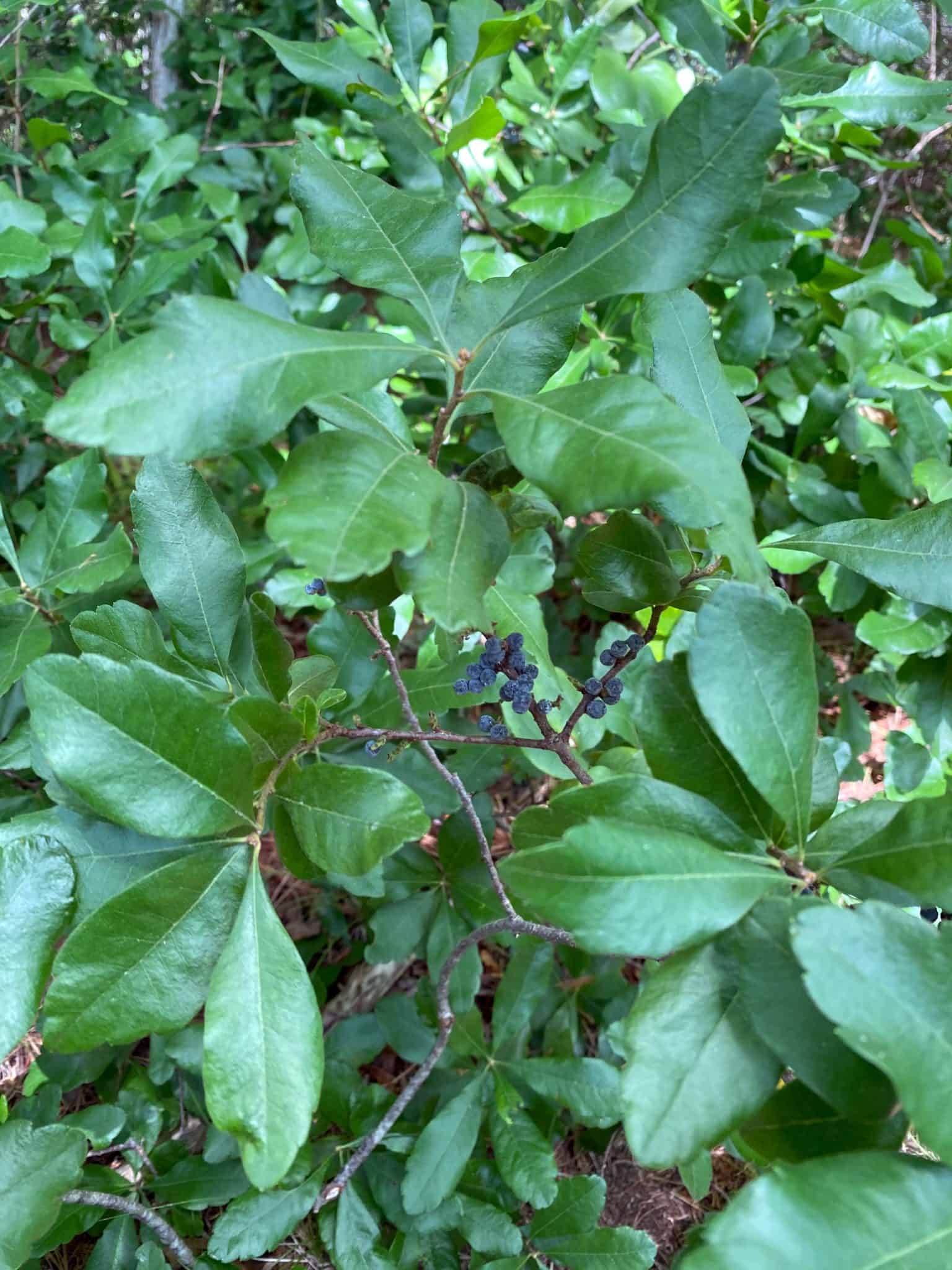 I Love Myrica pensylvanica aka bayberry | GardenLady.com