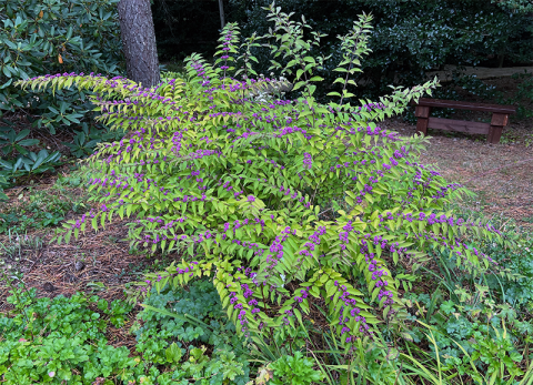 I Love Callicarpa Species and Hybrids, aka Beauty Berry | GardenLady.com