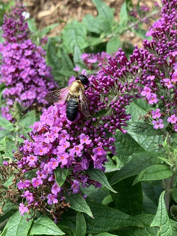 I Love Pugster Dwarf Butterfly Bush | GardenLady.com