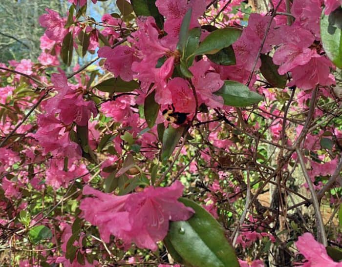 I Love the Olga Mezitt Rhododendron | GardenLady.com