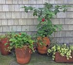 I Love Berried Treasure Red Strawberry | GardenLady.com