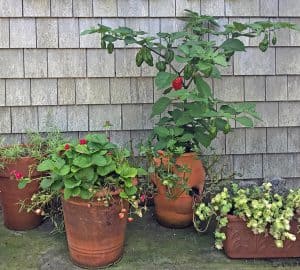 I Love Berried Treasure Red Strawberry | GardenLady.com