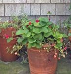 I Love Berried Treasure Red Strawberry | GardenLady.com