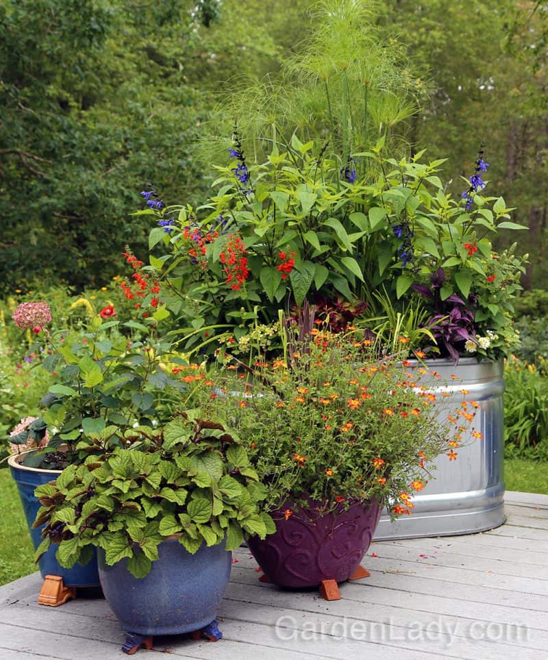 I Love Bidens Campfire™ Fireburst | GardenLady.com