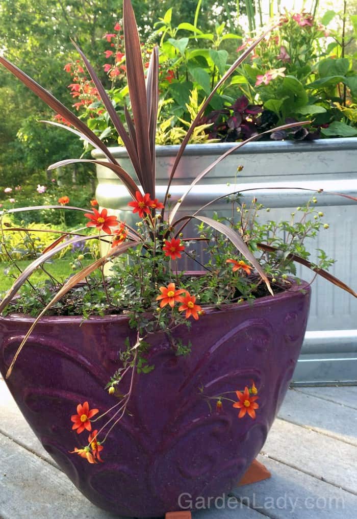 I Love Bidens Campfire™ Fireburst | GardenLady.com