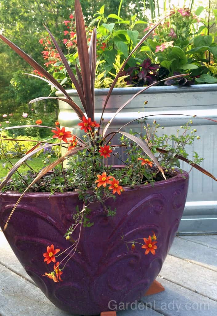 I Love Bidens Campfire™ Fireburst | GardenLady.com