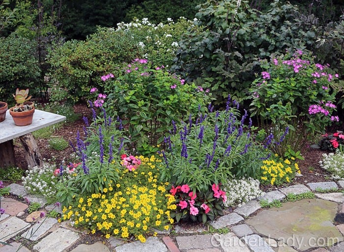 I Love Bidens ferulifolia Goldilocks Rocks | GardenLady.com