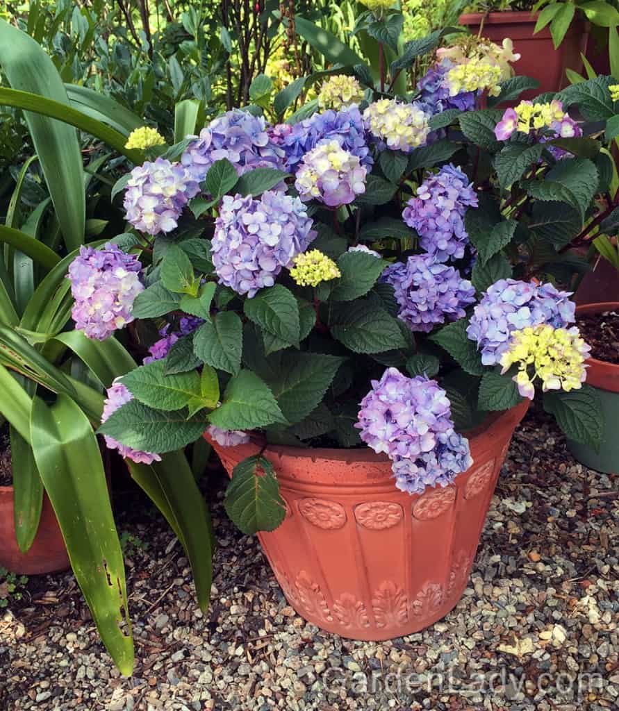 Growing Hydrangeas in Containers | GardenLady.com