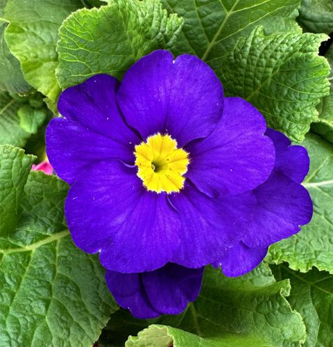 I Love Hybrid Primrose | GardenLady.com