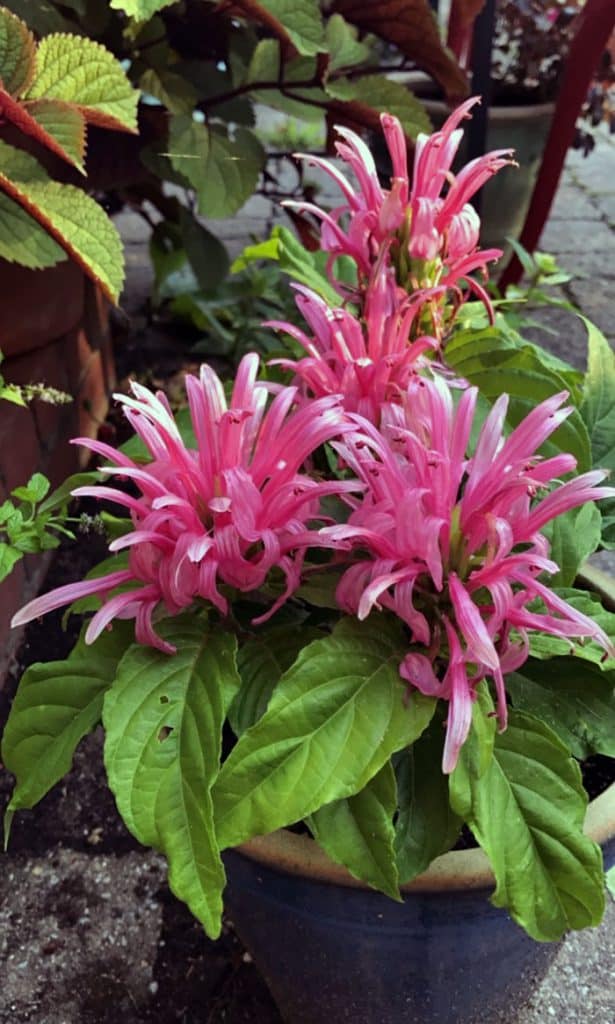 I Love Justicia carnea aka Brazilian plume flower. | GardenLady.com