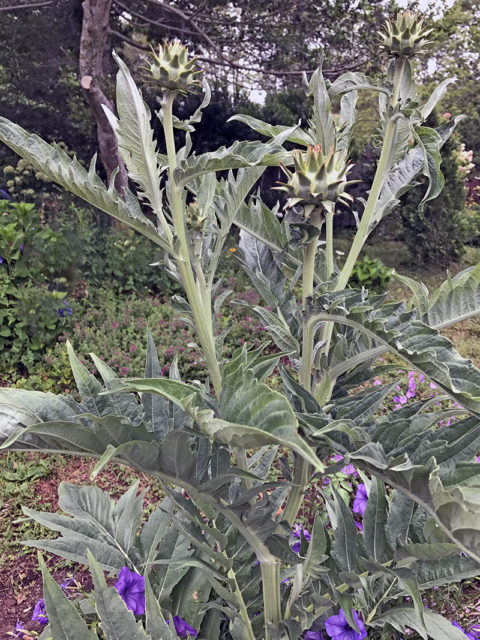 I Love Cardoon aka Cynara cardunculus | GardenLady.com