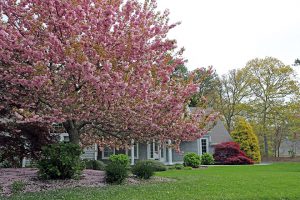 I Love The Kanzan (aka Kwanzan) Cherry Tree | GardenLady.com