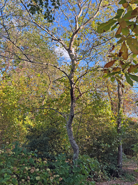 I Love, And Ask You To Appreciate, Prunus virginiana aka Choke Cherry ...