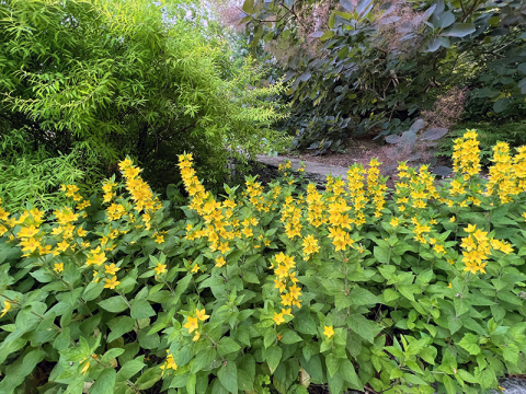 I Love Lysimachia punctata aka Circle Flower | GardenLady.com