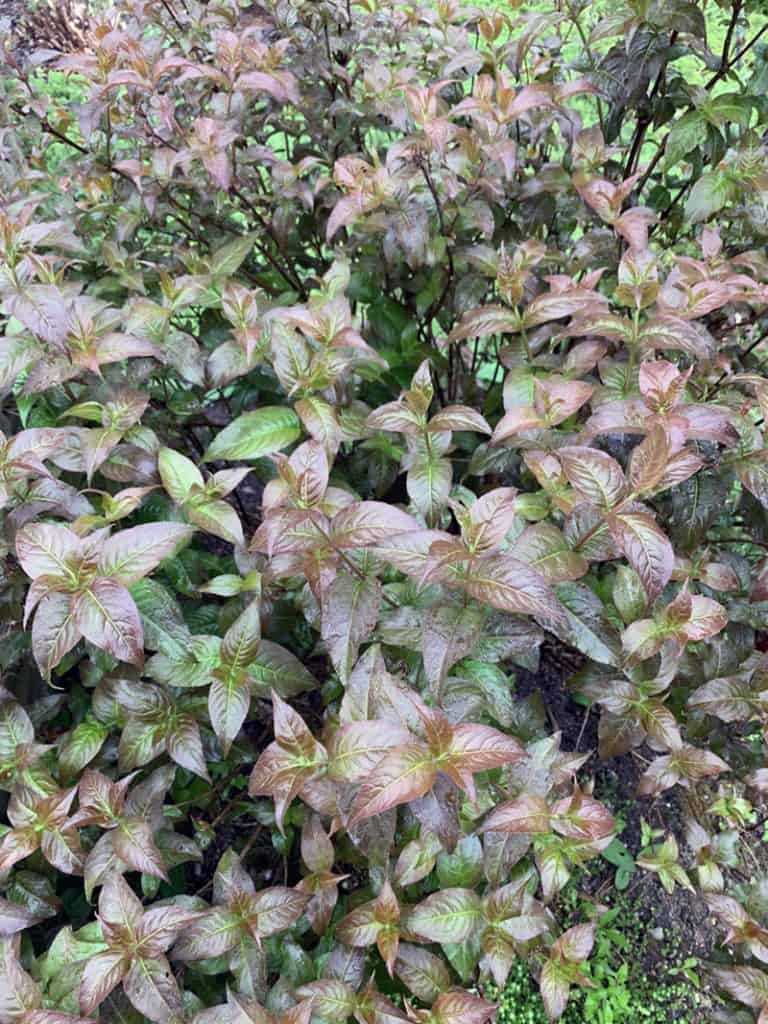 I Love Diervilla | GardenLady.com