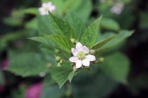 A Thornless Blackberry For Trellises, Arbors and Buildings | GardenLady.com