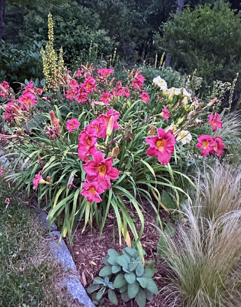 I Love Hemerocallis EARLYBIRD CARDINAL™ | GardenLady.com