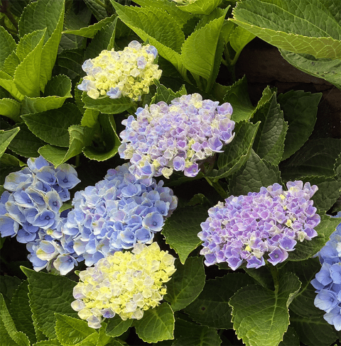 I Love Hydrangea macrophylla ‘Hokomarevo’ aka Hydrangea Everlasting ...