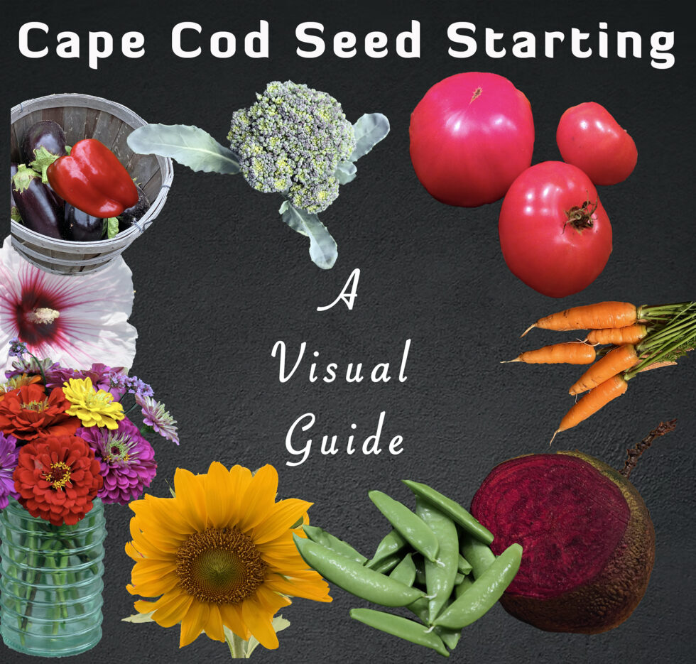 Cape Cod Seed Starting Guide | GardenLady.com