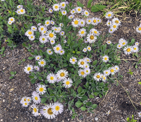 I Love Erigeron pulchellus ‘Meadow Muffin’ | GardenLady.com