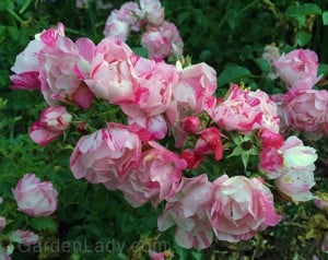 I Love Flower Carpet Pink Splash Rose | GardenLady.com