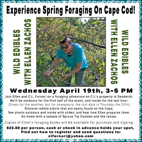 Spring Foraging on Cape Cod | GardenLady.com