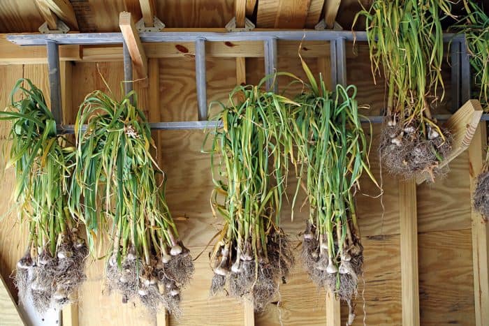 Preserving Home Grown Garlic | GardenLady.com