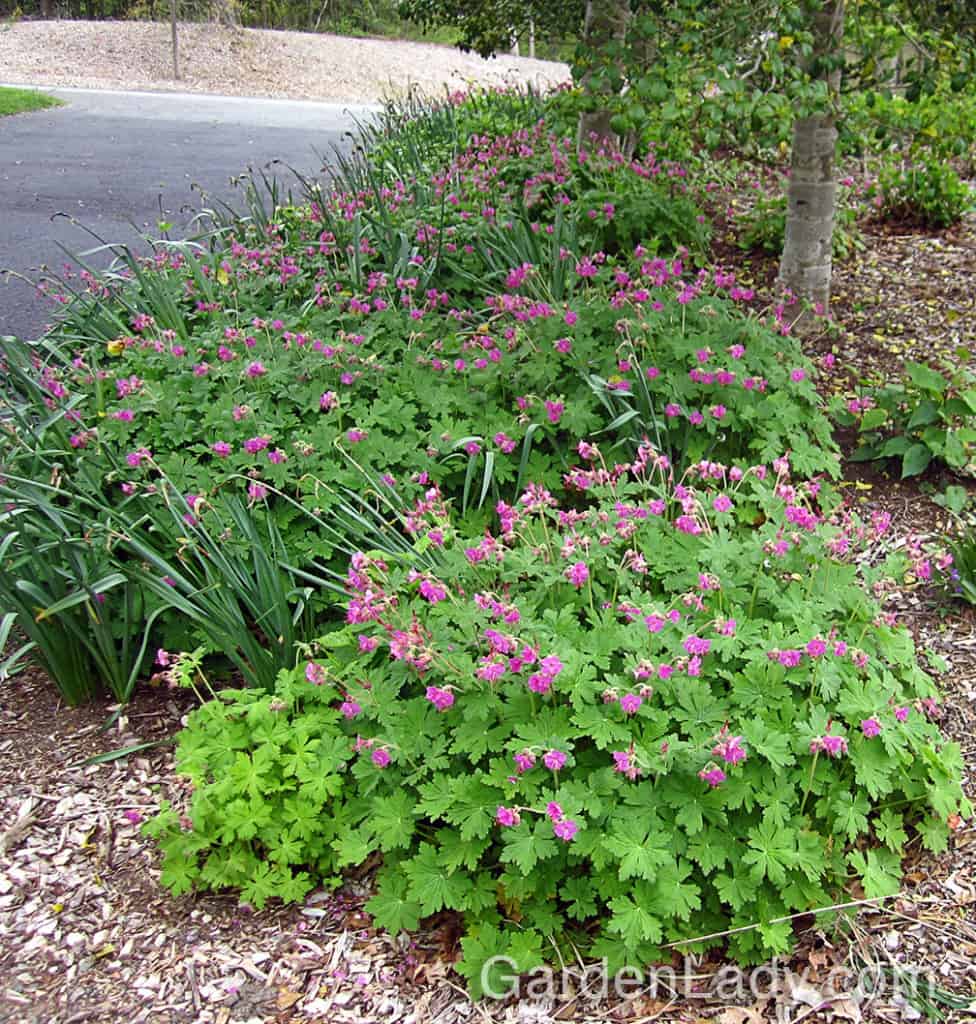 I Love Geranium macrorrhizum | GardenLady.com