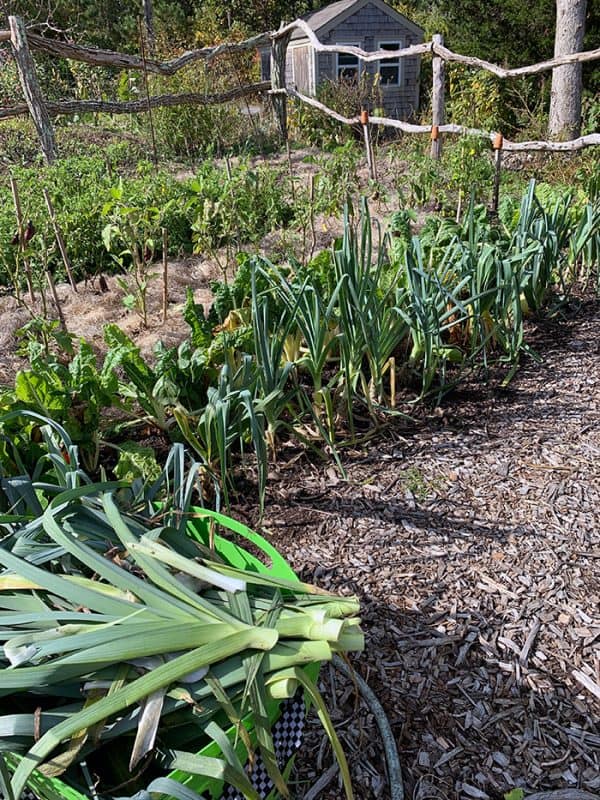 Harvesting and Preserving Garden Leeks | GardenLady.com