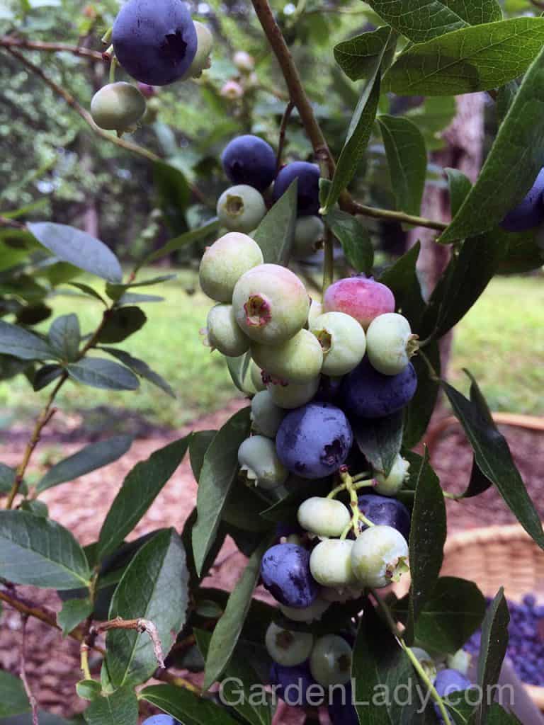 Picking Treasure: I love Highbush Blueberries | GardenLady.com