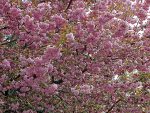 I Love The Kanzan (aka Kwanzan) Cherry Tree | GardenLady.com