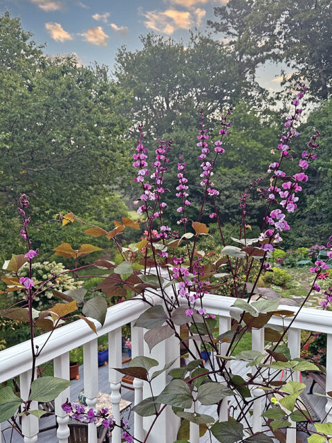 I Love Lablab purpureus aka Purple Hyacinth Vine | GardenLady.com