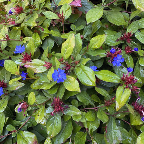 I Love Ceratostigma plumbagionoides aka blue leadwort or plumbago ...
