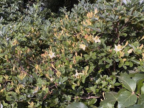 I Love Rhododendron ‘Weston’s Lemon Drop’ | GardenLady.com
