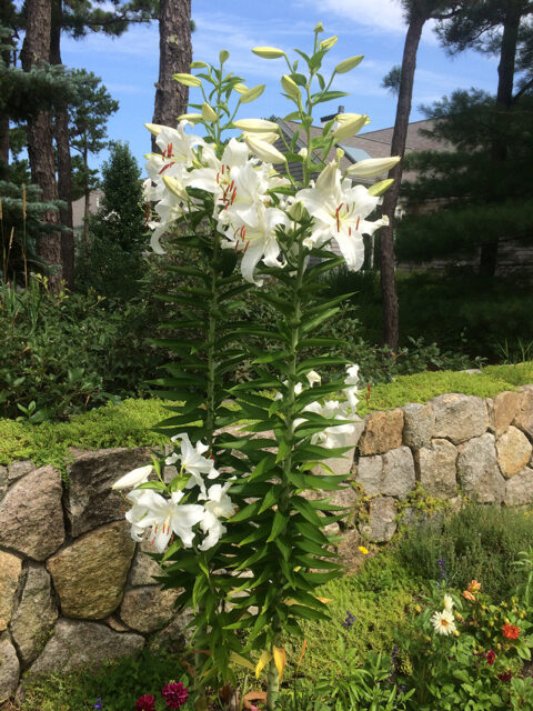 I Love Lilium aka Oriental and Orienpet Lilies | GardenLady.com