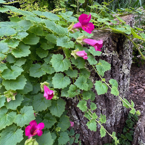 I Love Lophospermum Lofos Compact Rose | GardenLady.com