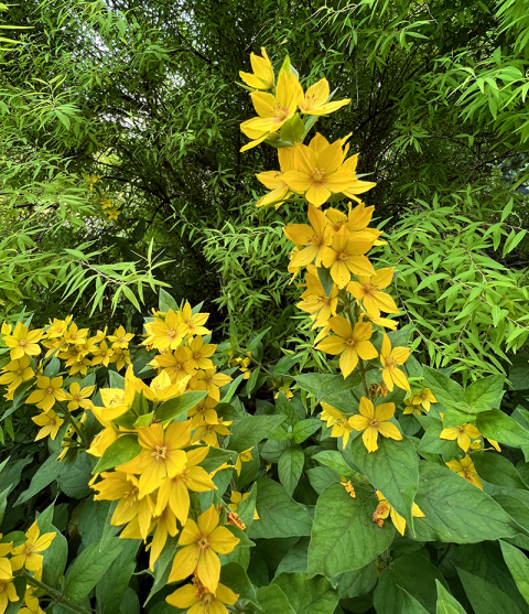 I Love Lysimachia punctata aka Circle Flower | GardenLady.com