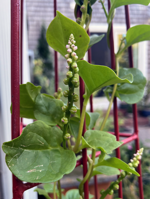I Love Basella alba, aka Malabar Spinach | GardenLady.com