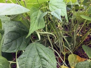 I Love Maxibel Green Beans | GardenLady.com
