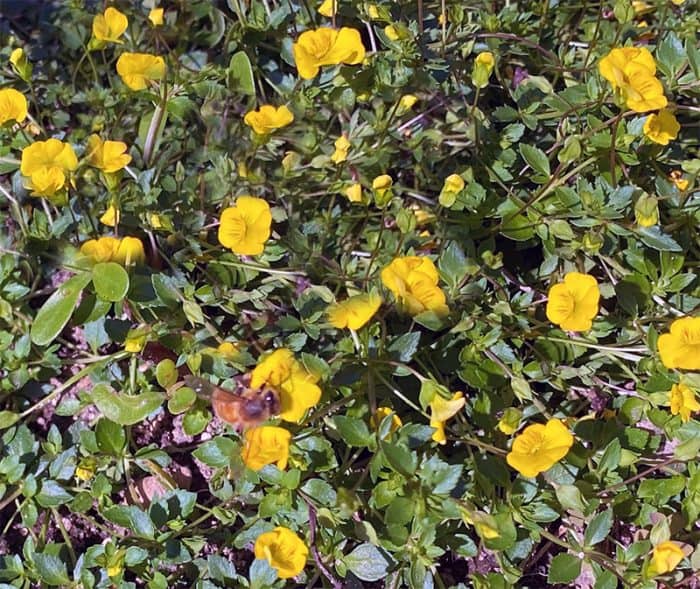 I Love Mecardonia GoldDust | GardenLady.com